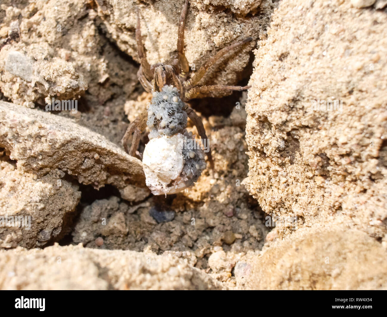 Female spider with a cocoon. Care of the offspring of spiders Stock ...