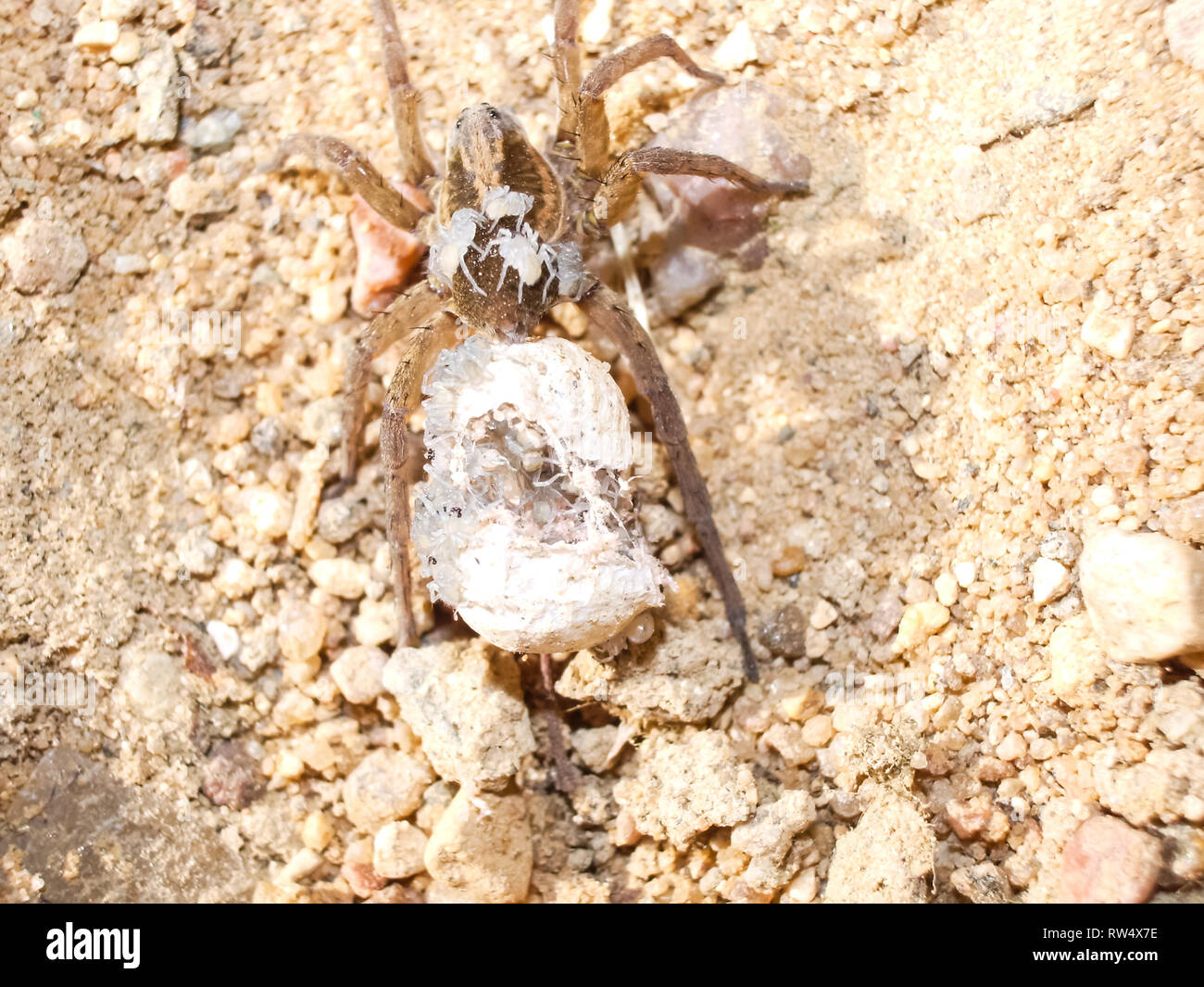 Female huntsman spider hi-res stock photography and images - Alamy