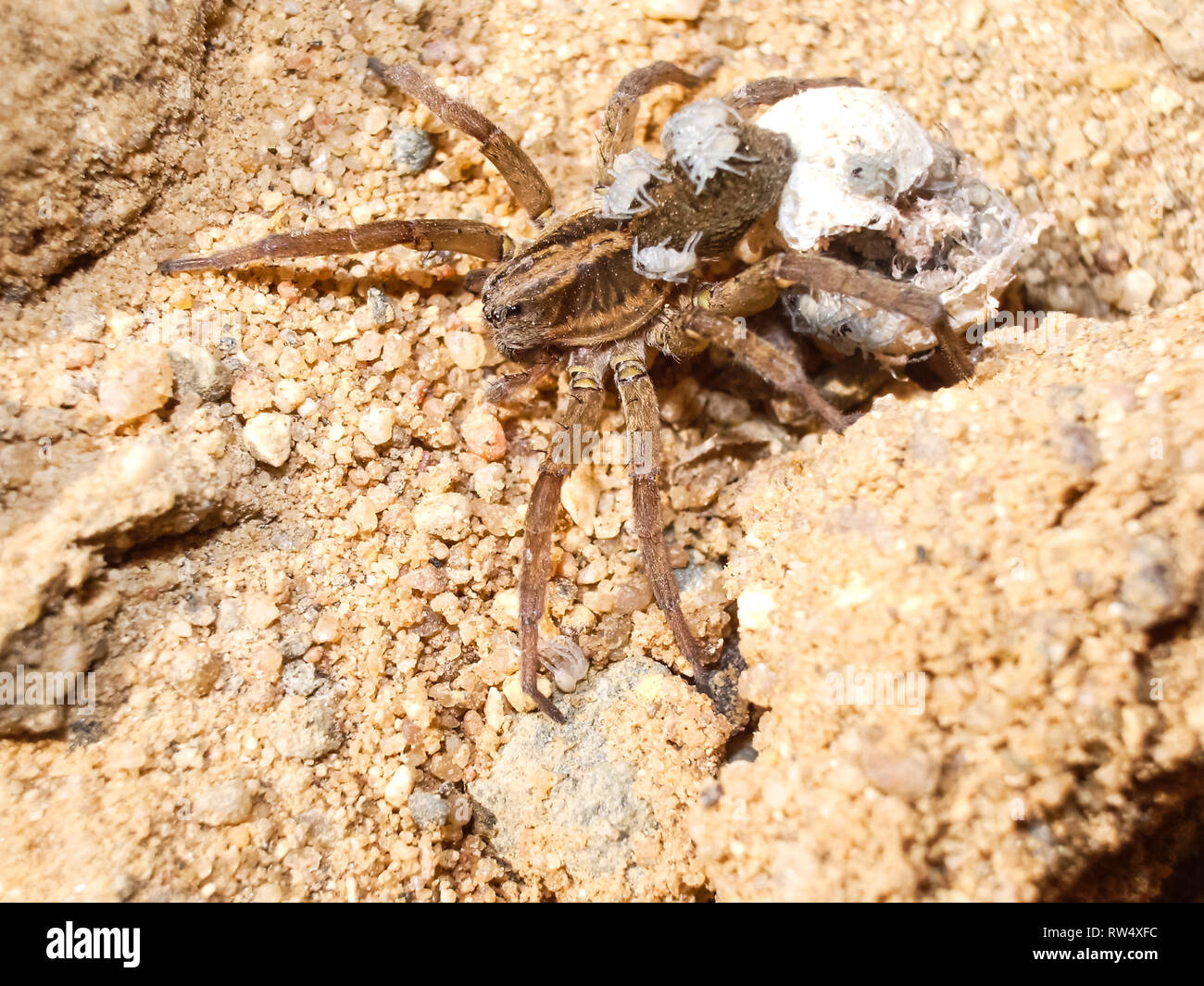 Black widow spider male female hi-res stock photography and images - Alamy