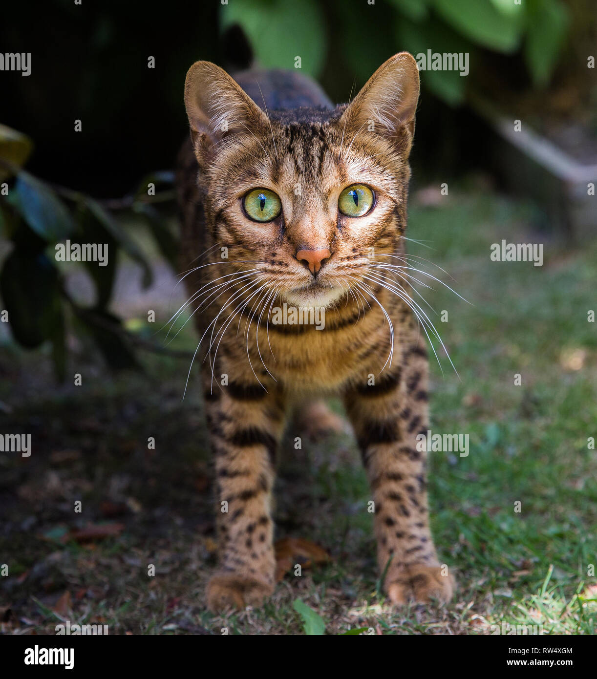 Bengal cat eyes hi-res stock photography and images - Alamy