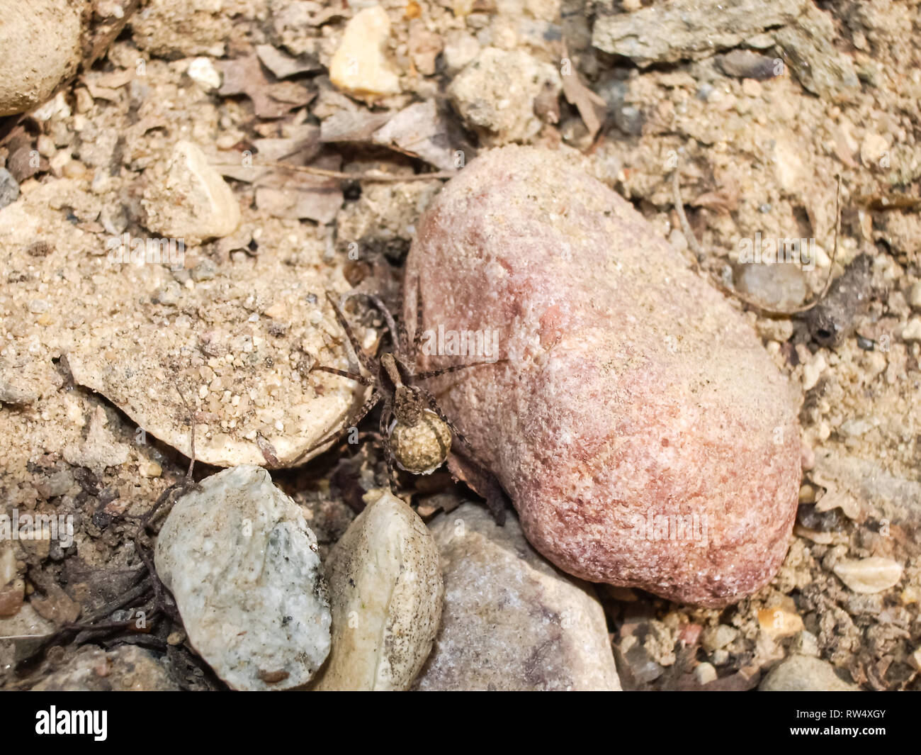 Female spider with a cocoon. Care of the offspring of spiders Stock ...