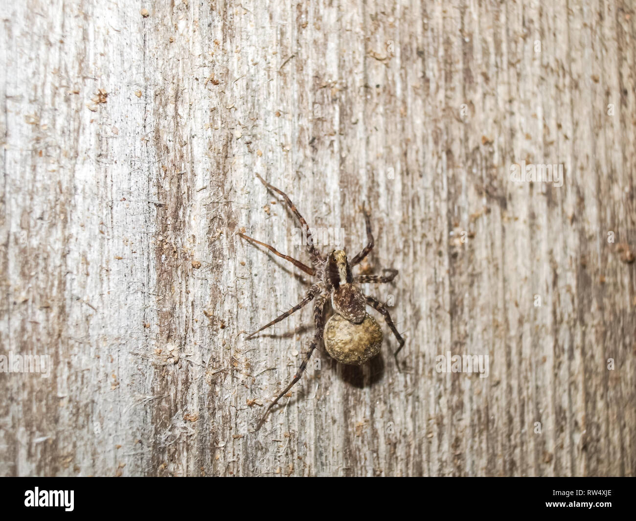Female spider with a cocoon. Care of the offspring of spiders Stock ...