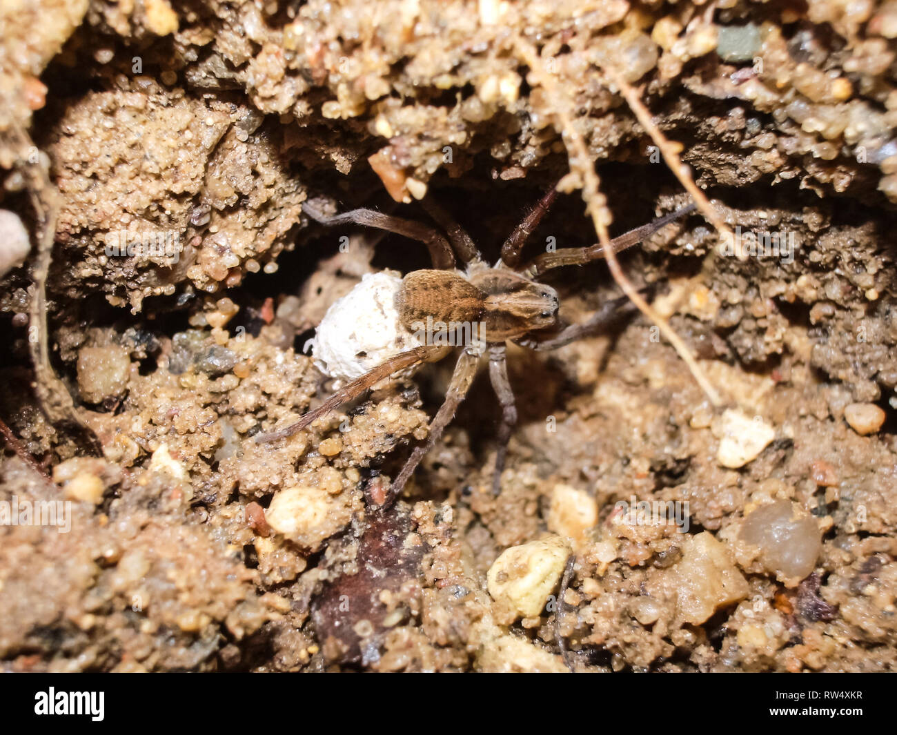 Female spider with a cocoon. Care of the offspring of spiders Stock ...
