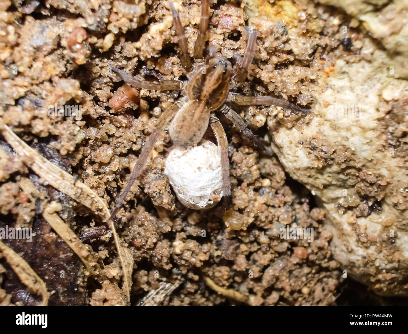 Female spider with a cocoon. Care of the offspring of spiders Stock ...