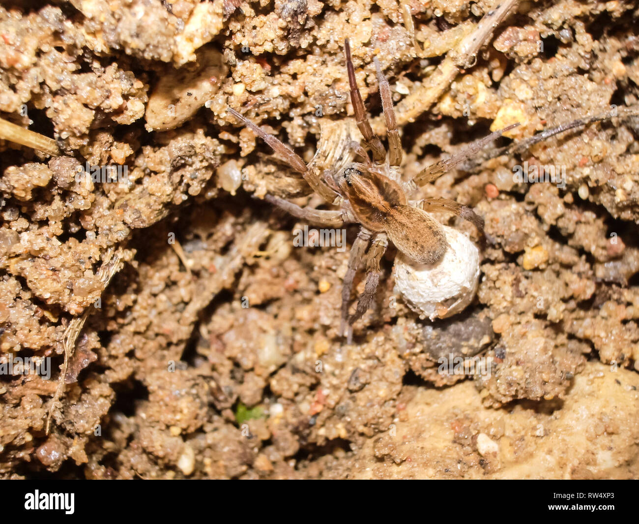 Female spider with a cocoon. Care of the offspring of spiders Stock ...