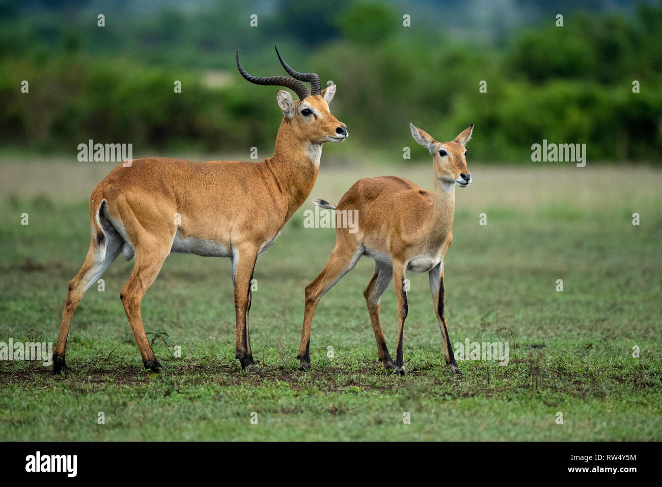 Mating antelope hi-res stock photography and images - Alamy