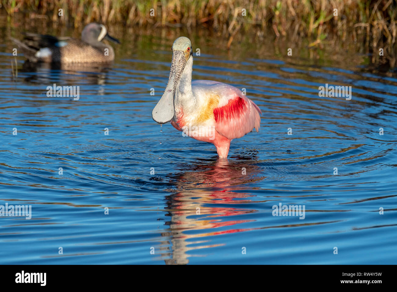 Curious bird hi-res stock photography and images - Alamy