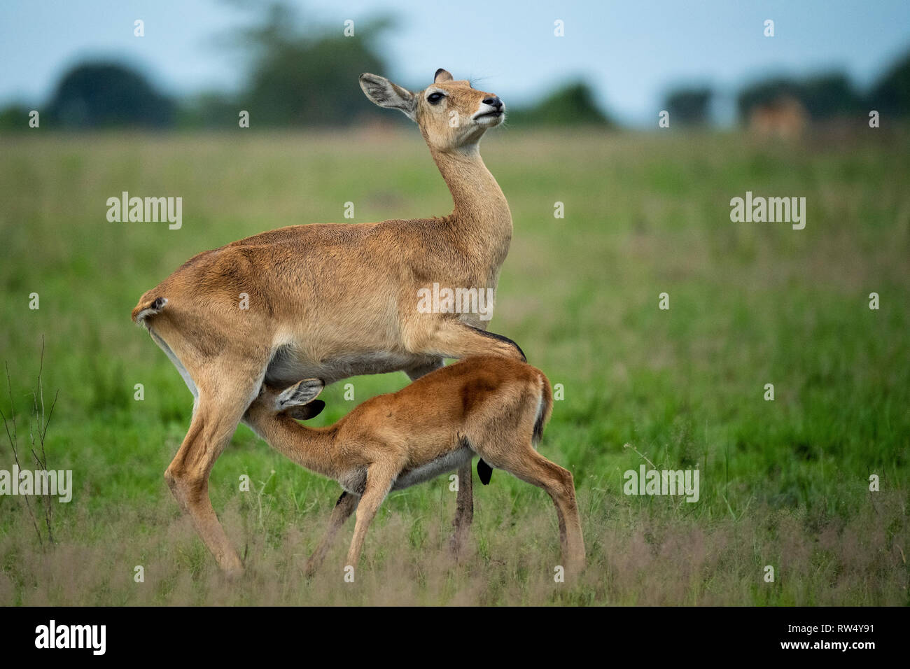 Queen mother africa uganda hi-res stock photography and images - Alamy