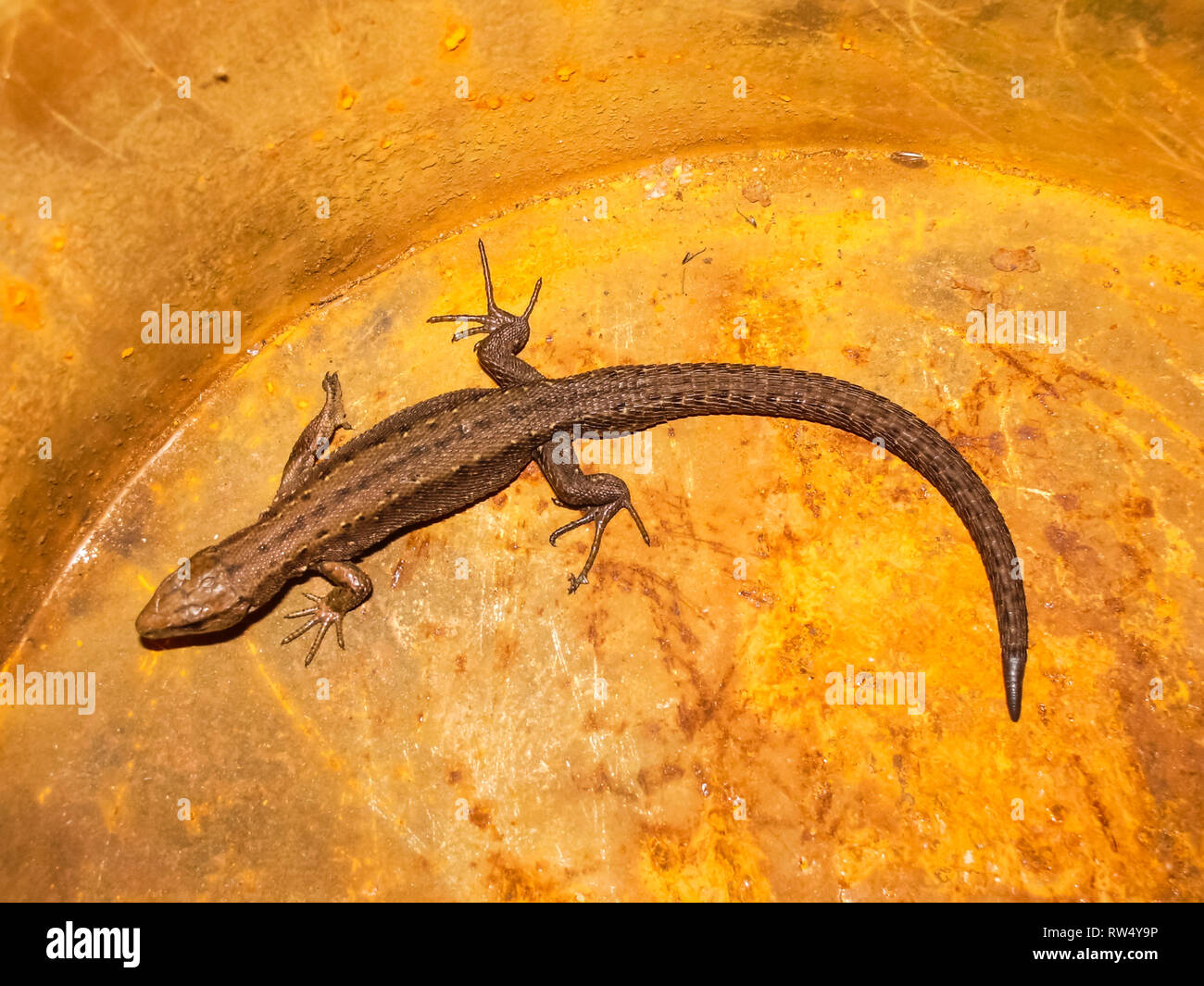 Gray little lizard. Reptile eating insects Gray little lizard. Reptile ...