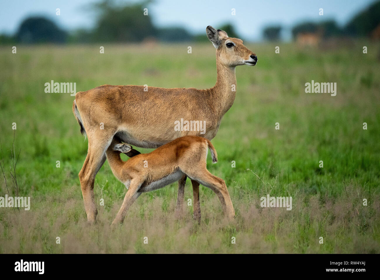 Uganda Kob with young suckling, kobus kob thomasi, Queen Elizabeth NP ...