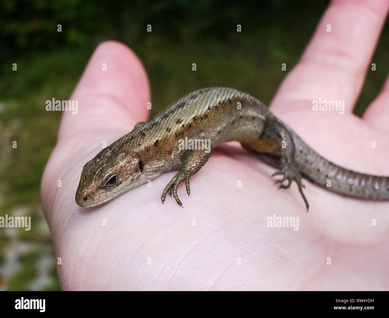 Gray little lizard. Reptile eating insects Gray little lizard. Reptile ...