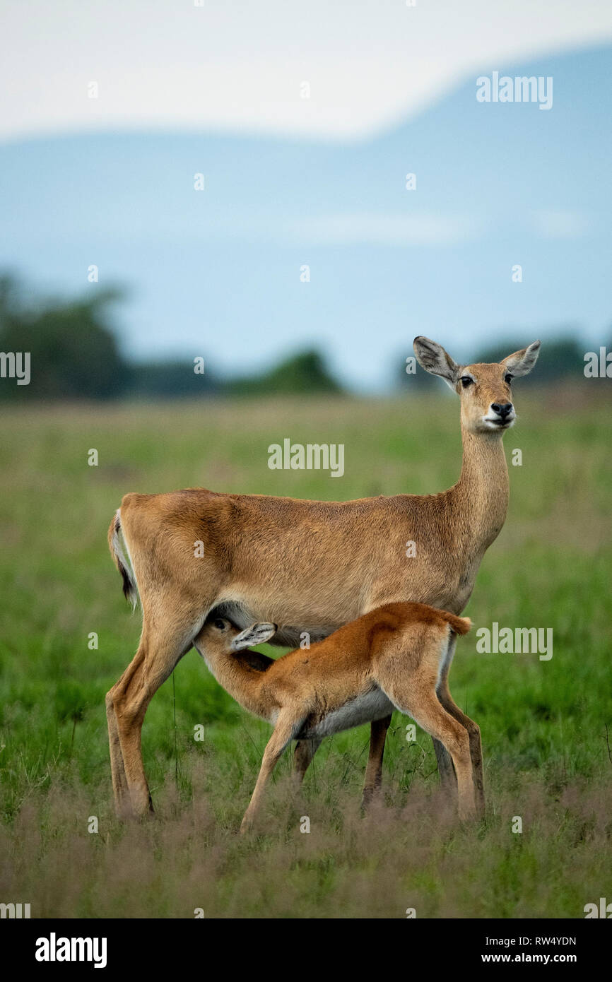 Queen elizabeth national park mother and baby hi-res stock photography ...