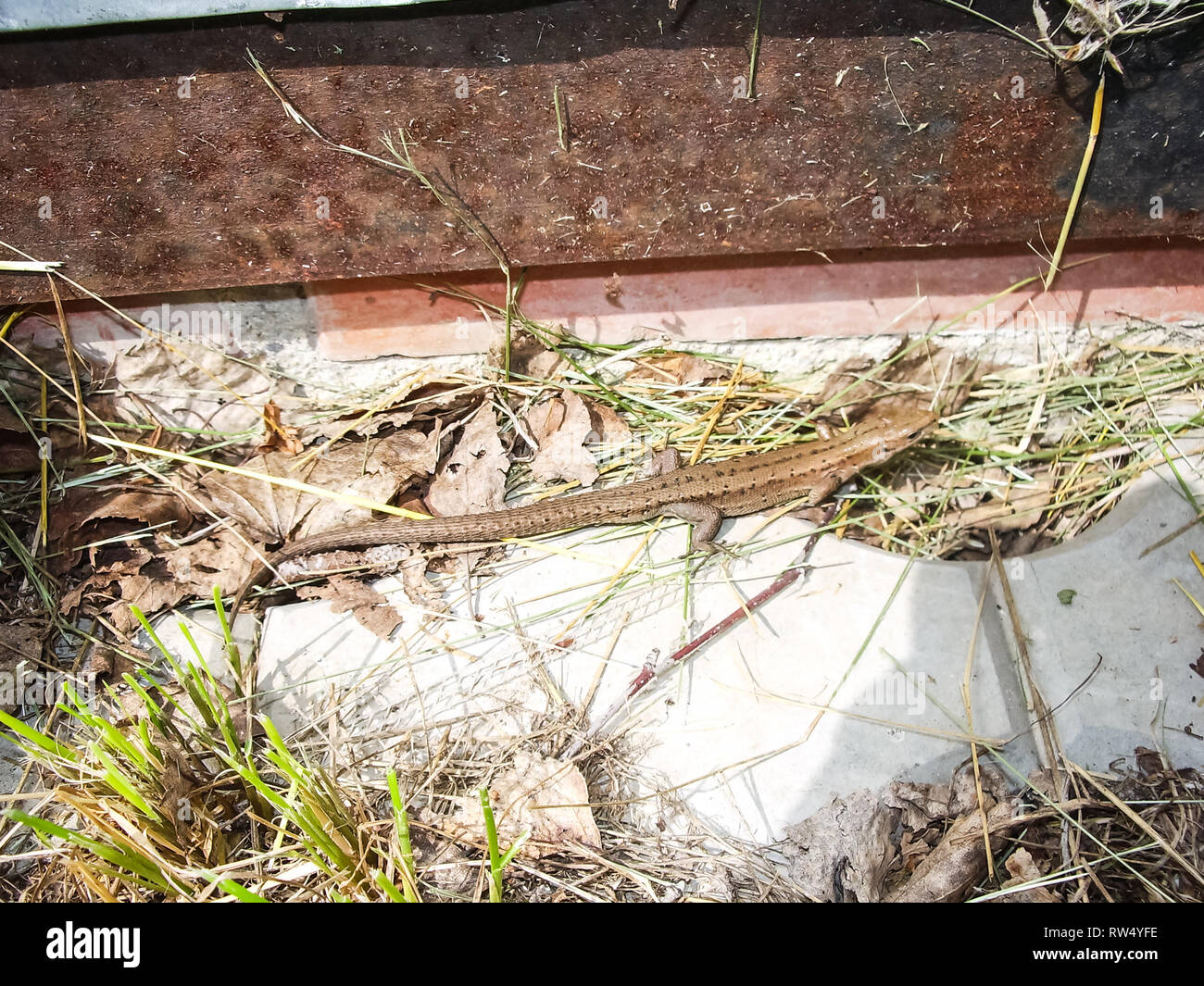 Gray little lizard. Reptile eating insects Gray little lizard. Reptile ...