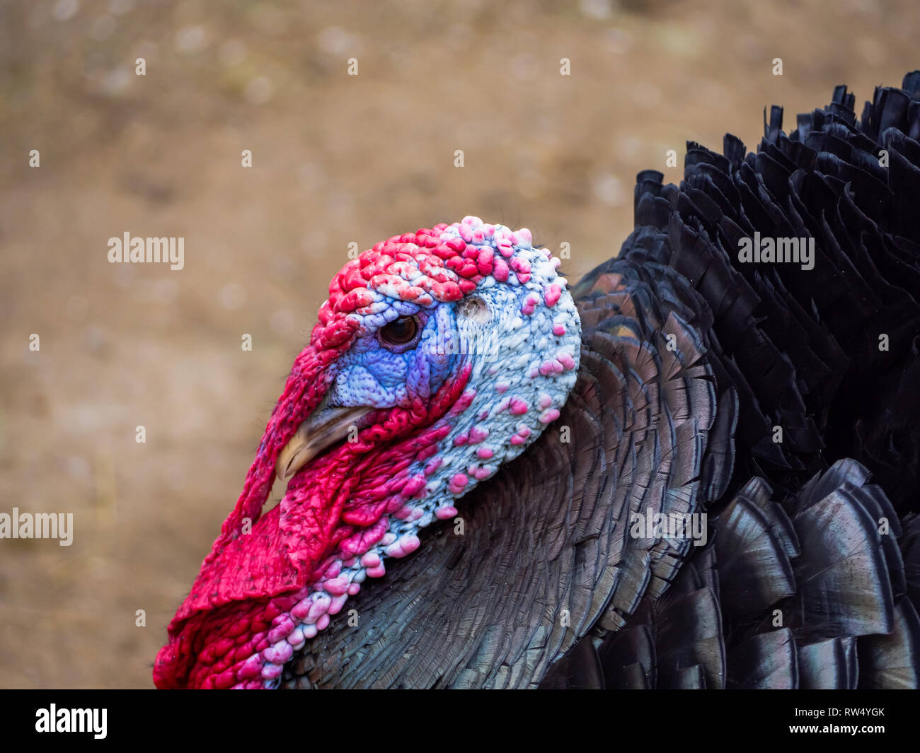 A turkey strutting on a farm Stock Photo - Alamy