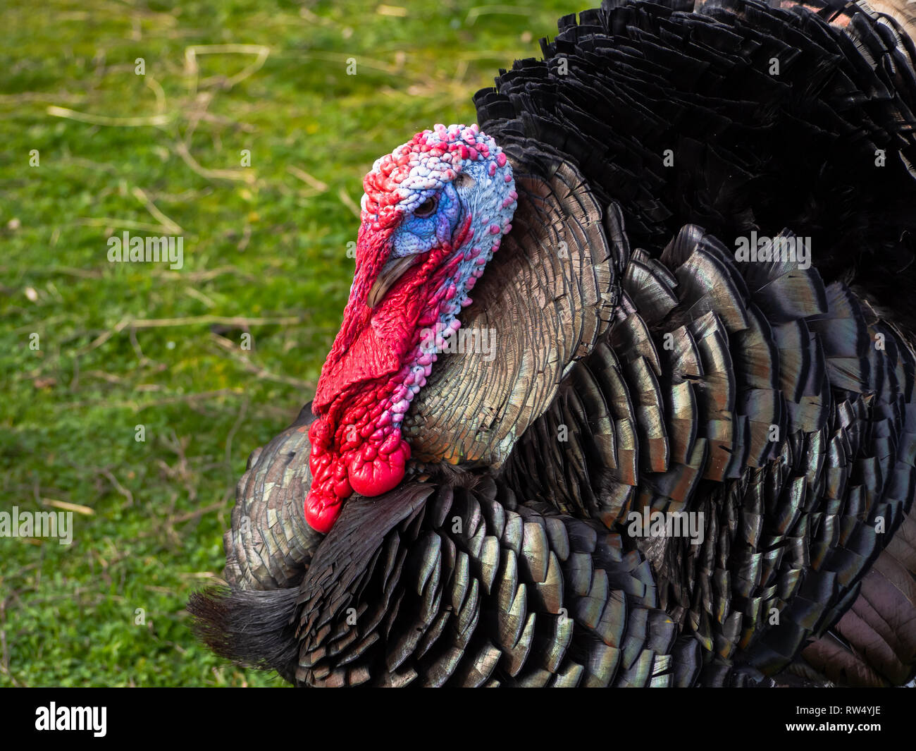 Turkey in strut hi-res stock photography and images - Alamy