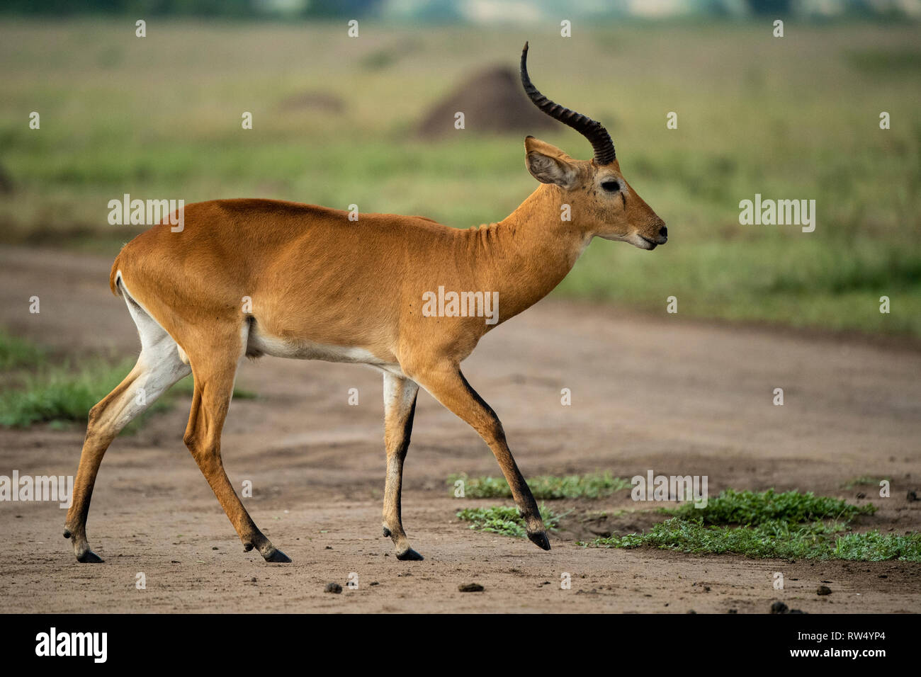 Uganda kob antelope hi-res stock photography and images - Alamy