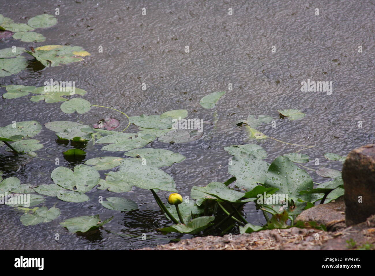 Alligator lily pads hi-res stock photography and images - Alamy