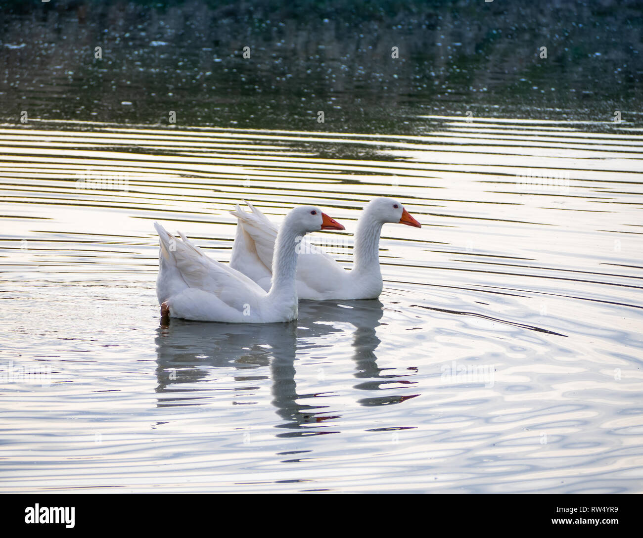Two geese in water swimming hi-res stock photography and images - Alamy
