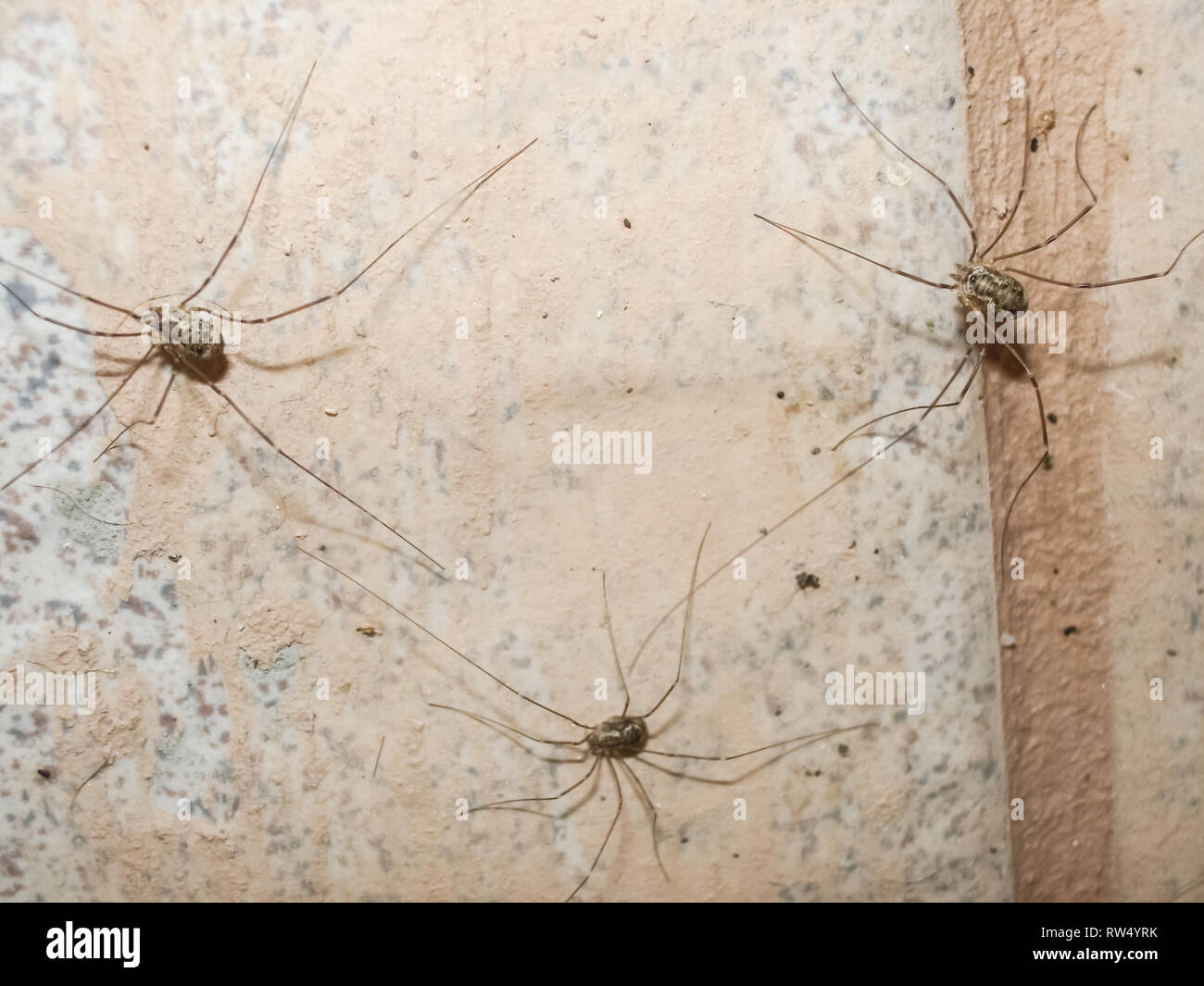 Opilion Stock Photos & Opilion Stock Images - Alamy