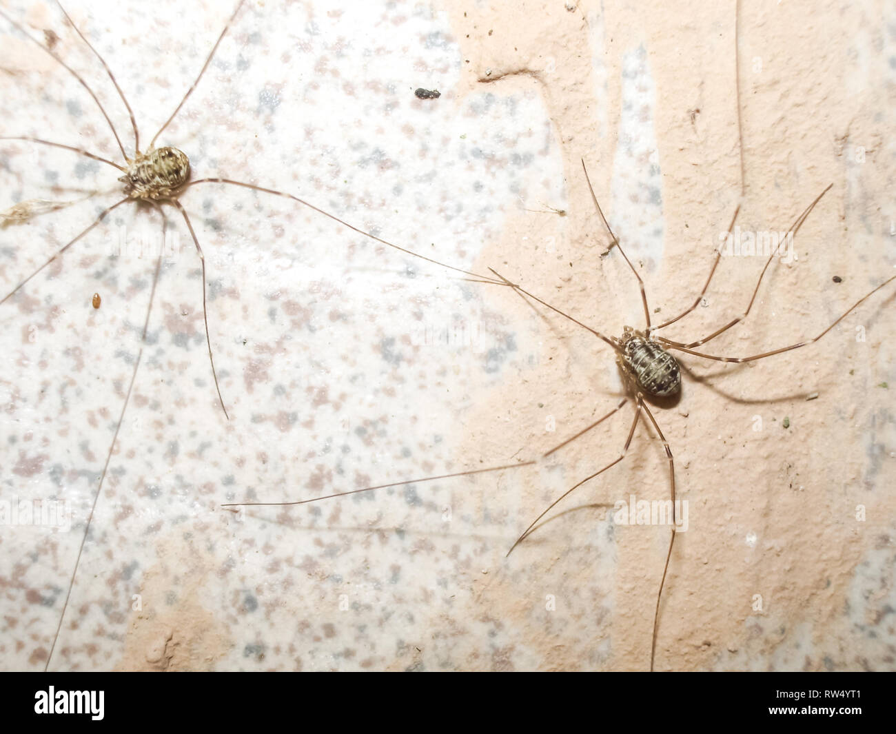 Opiliones, harvestmen, daddy longlegs Opiliones harvestmen daddy ...