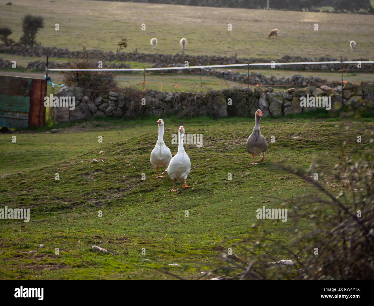 Family of three geese together in a meadow Stock Photo - Alamy