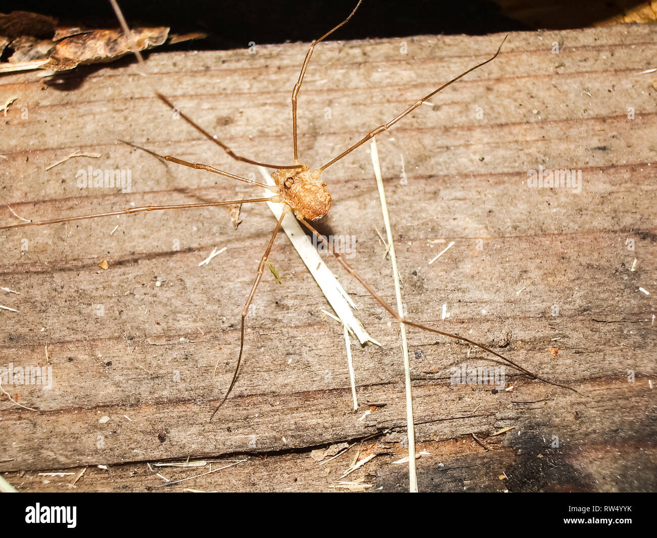 Opiliones, harvestmen, daddy longlegs Opiliones harvestmen daddy ...