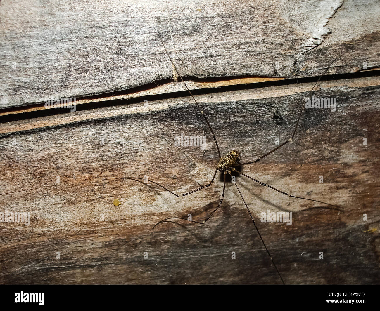 Opiliones, harvestmen, daddy longlegs Opiliones harvestmen daddy ...