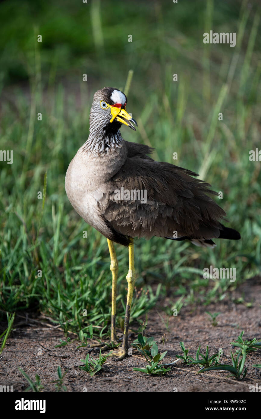 African wattled lapwing, Vanellus senegallus, Queen Elizabeth NP ...