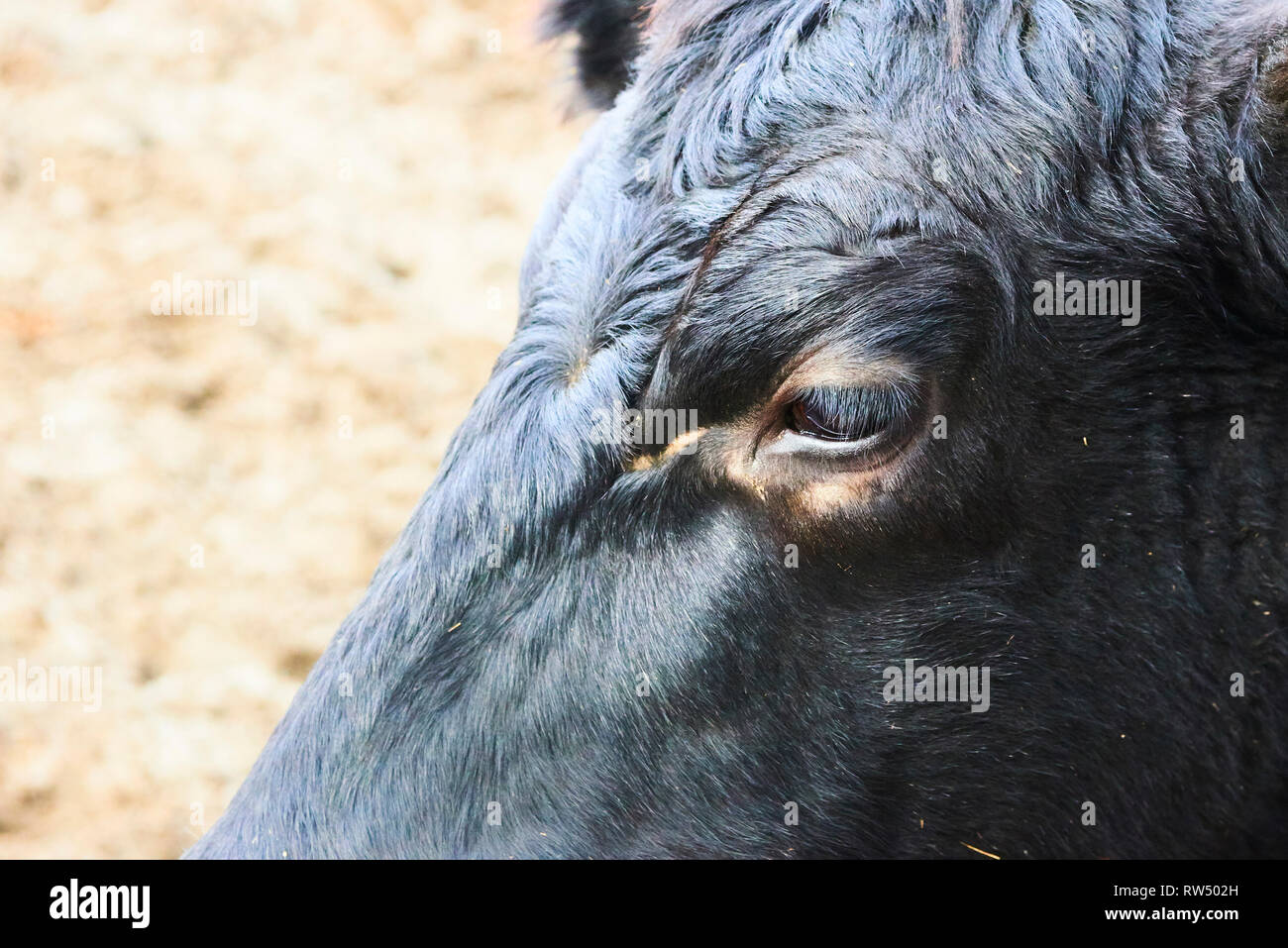 Eyes cow dairy cow cows hi-res stock photography and images - Alamy