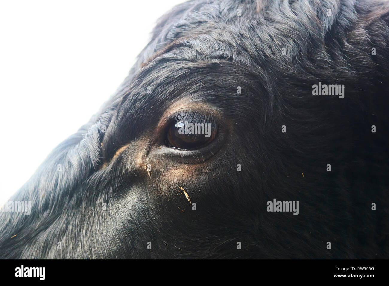 Close up of black cow head and eye Stock Photo - Alamy