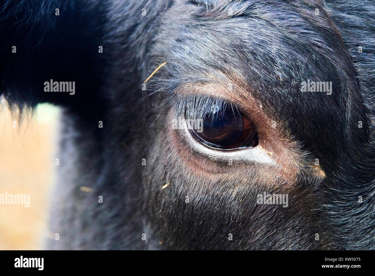 Cow eyes close up hi-res stock photography and images - Alamy