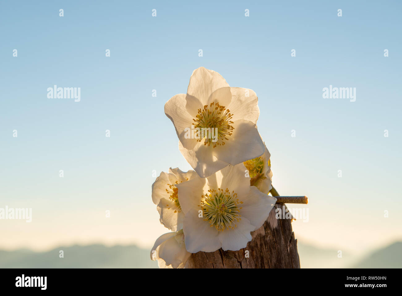 Hellebores in snow hi-res stock photography and images - Alamy