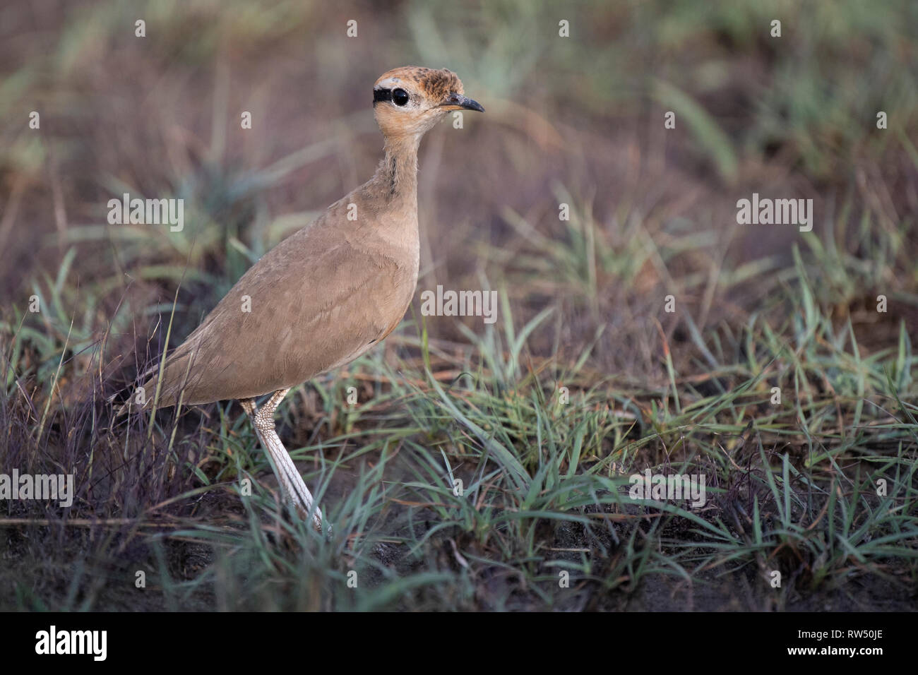 Cursorius temminckii hi-res stock photography and images - Alamy