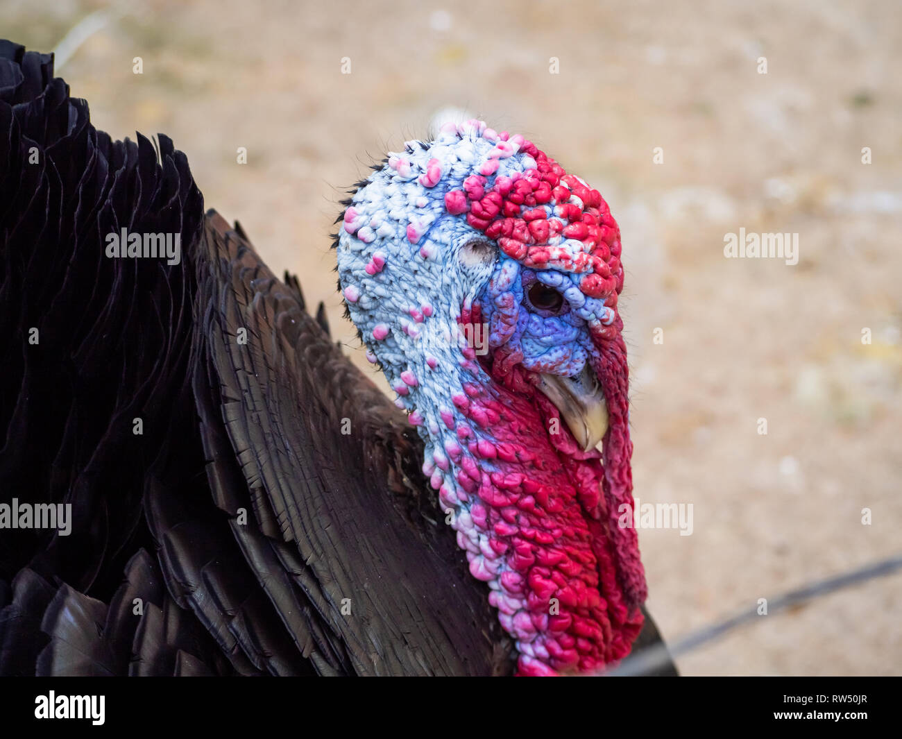 Turkey animal hi-res stock photography and images - Alamy