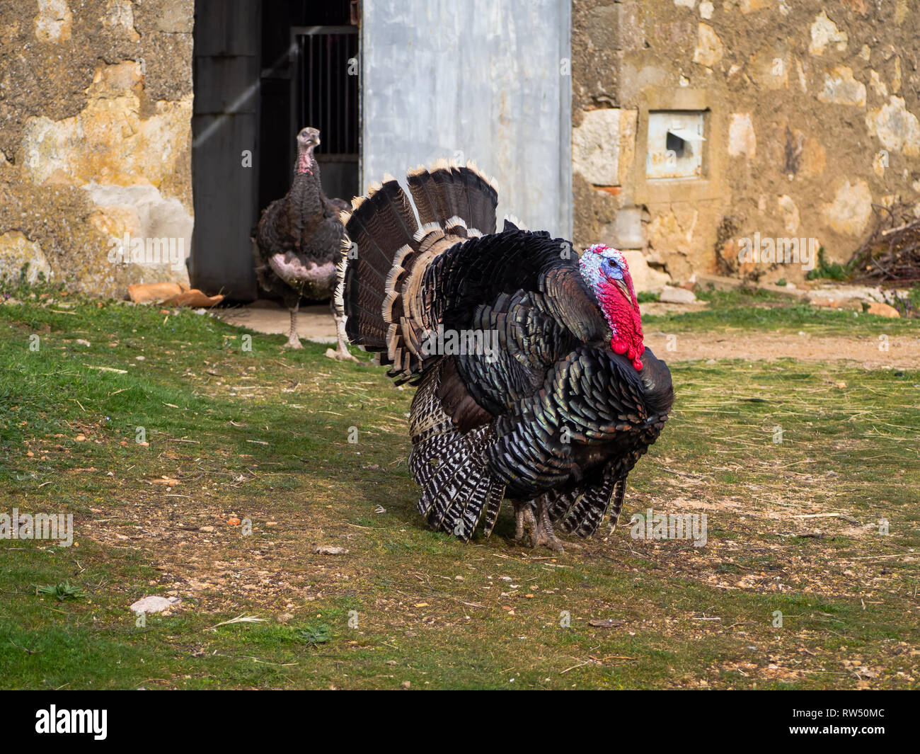 Turkey mucus hi-res stock photography and images - Alamy