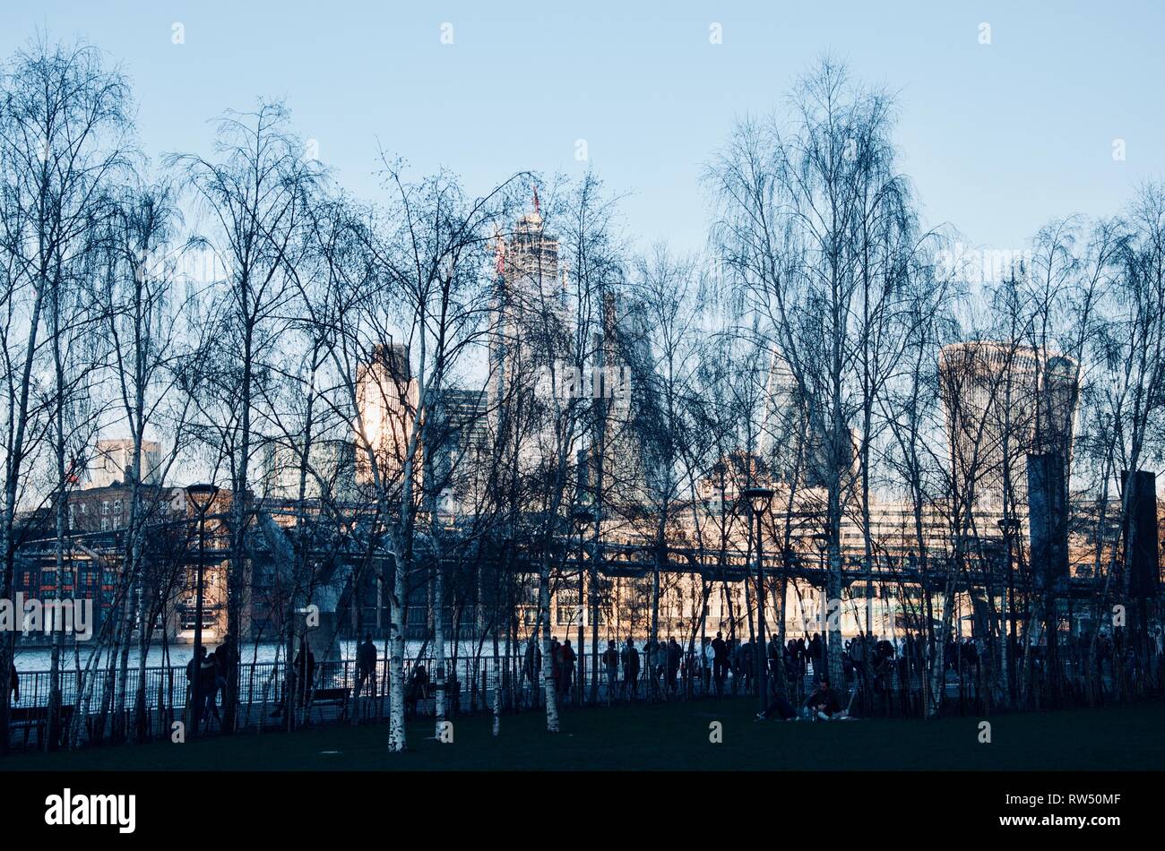 Birch trees tate hi-res stock photography and images - Alamy