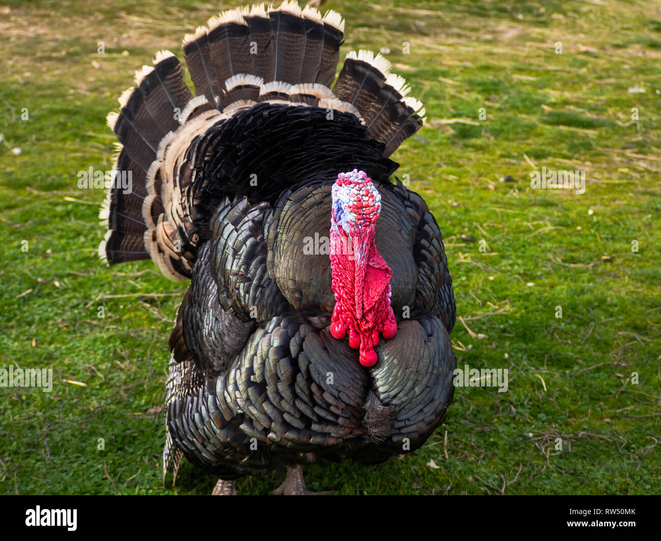 A turkey strutting on a farm Stock Photo - Alamy