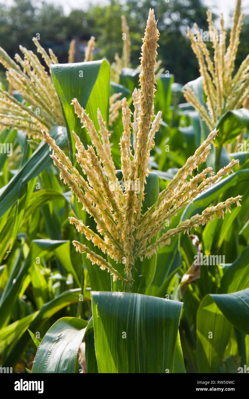 Corn pollination hi-res stock photography and images - Alamy