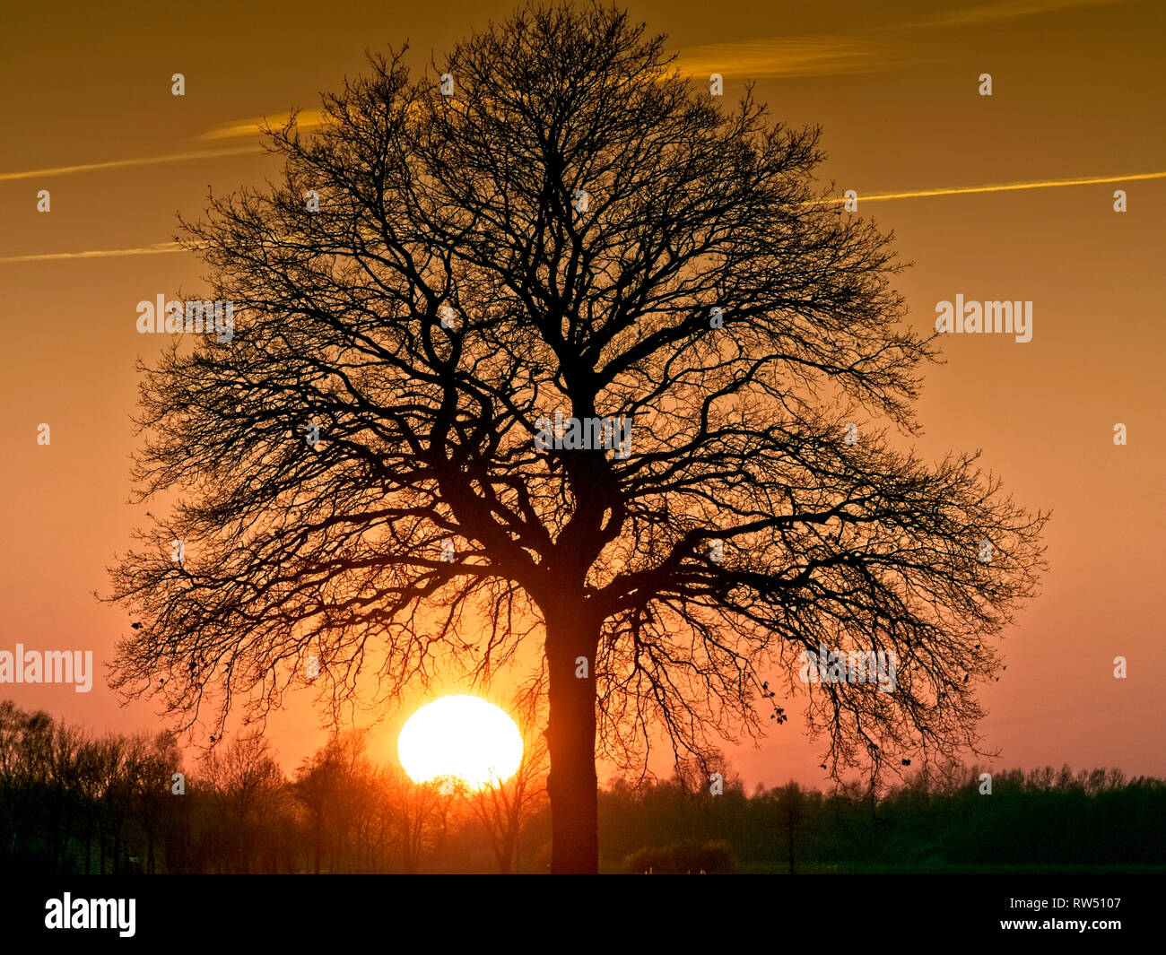 Sunset behind an oak tree near Barum, Elbmarsch, North Germany Stock ...