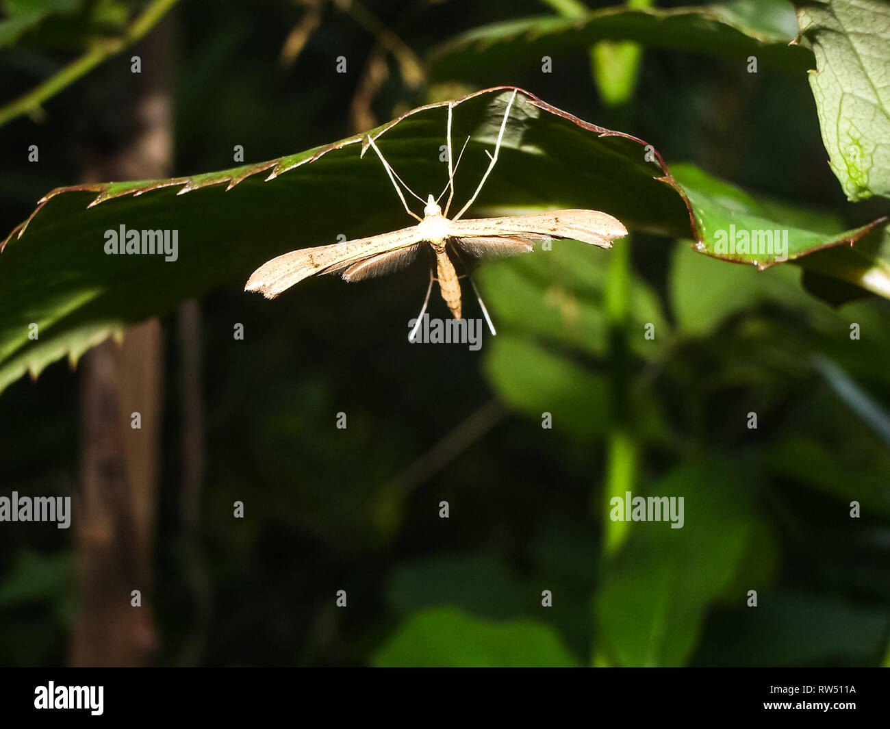 This is long legs mosquitoes commonly called true crane fly Stock Photo ...