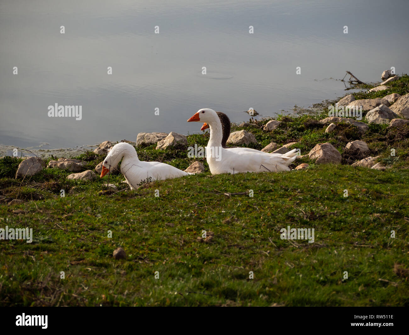 Family of three geese together at the edge of a lake Stock Photo - Alamy