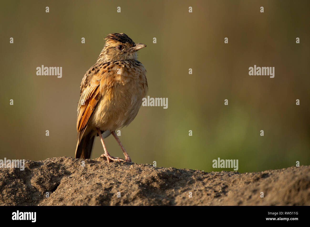 Rufous-naped lark, Mirafra africana, Queen Elizabeth NP, Uganda Stock ...