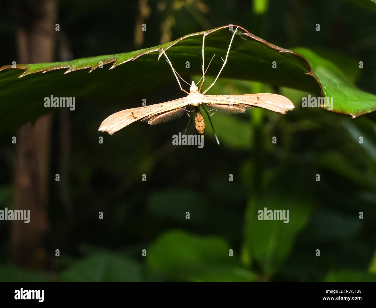 This is long legs mosquitoes commonly called true crane fly Stock Photo ...
