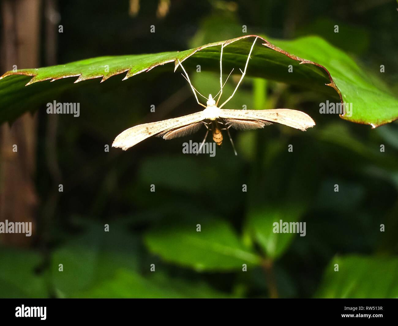 This is long legs mosquitoes commonly called true crane fly Stock Photo ...