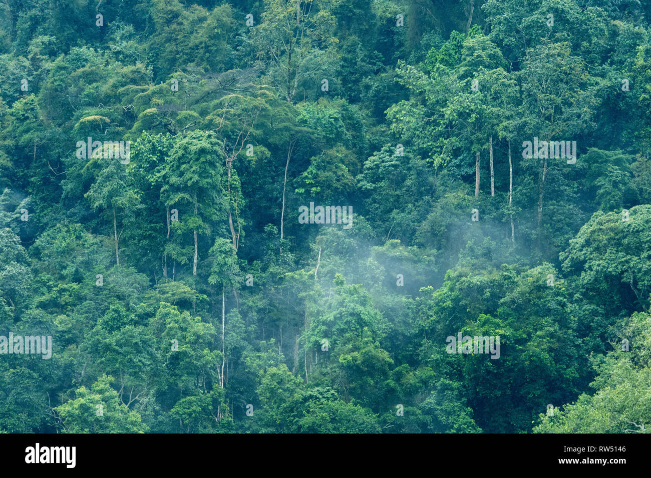 Rainforest in mist hi-res stock photography and images - Alamy
