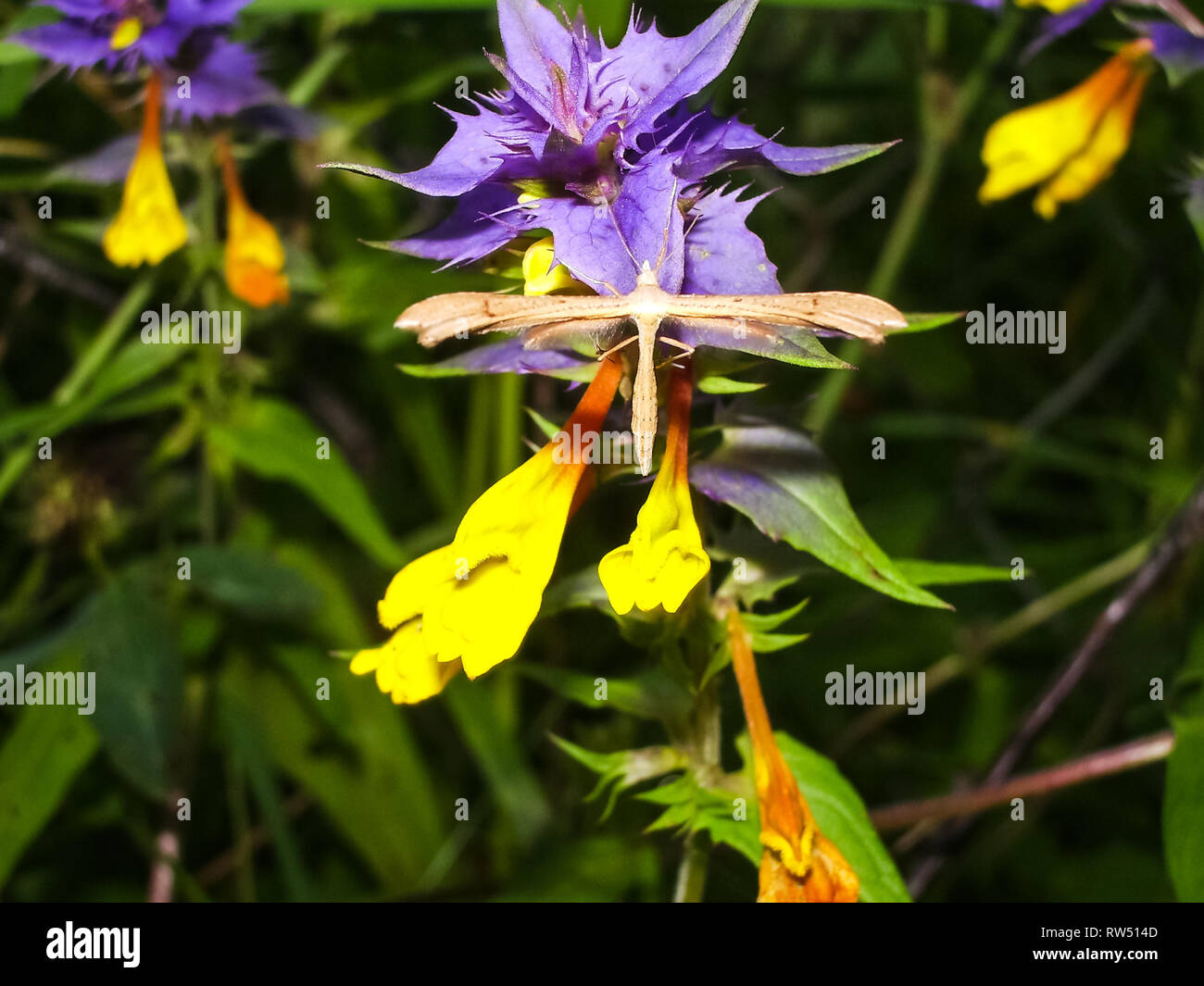 This is long legs mosquitoes commonly called true crane fly Stock Photo ...