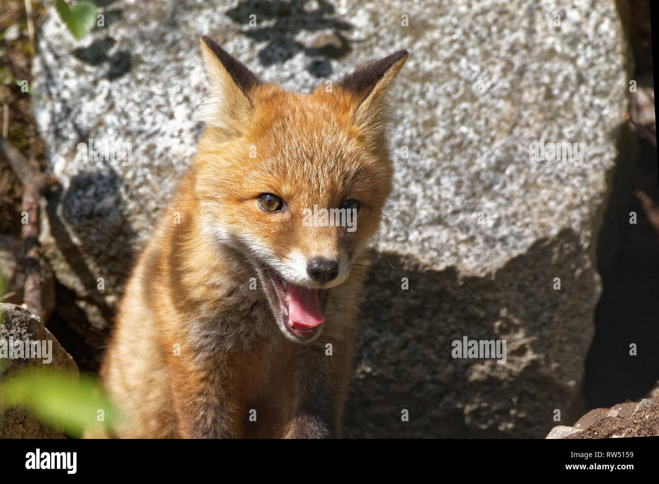 Fox (Vulpes vulpes) puppy portrait in the sunlight in the forest. Cute ...