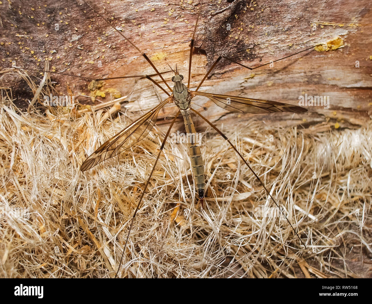 This is long legs mosquitoes commonly called true crane fly Stock Photo ...