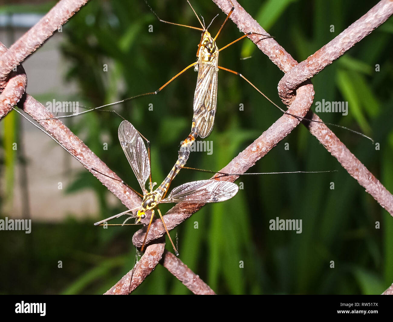 Long Legs Mosquitoes High Resolution Stock Photography and Images - Alamy