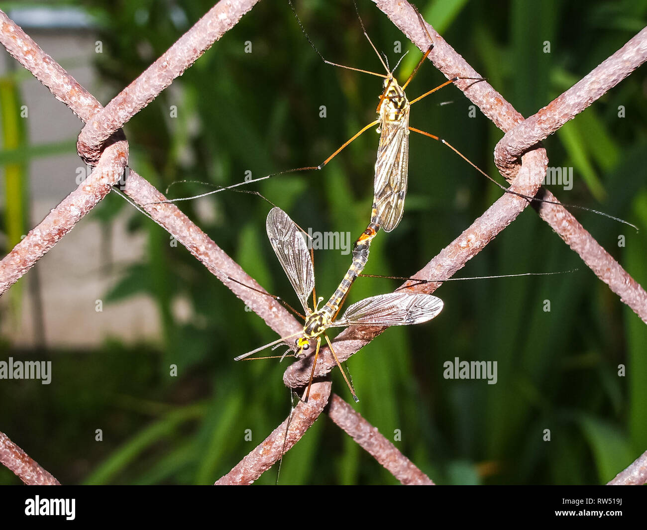 This is long legs mosquitoes commonly called true crane fly Stock Photo ...